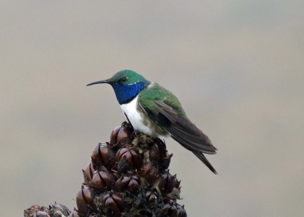 eBird Canada Checklist - 19 Jan 2020 - Cerro de Arcos - 12 species