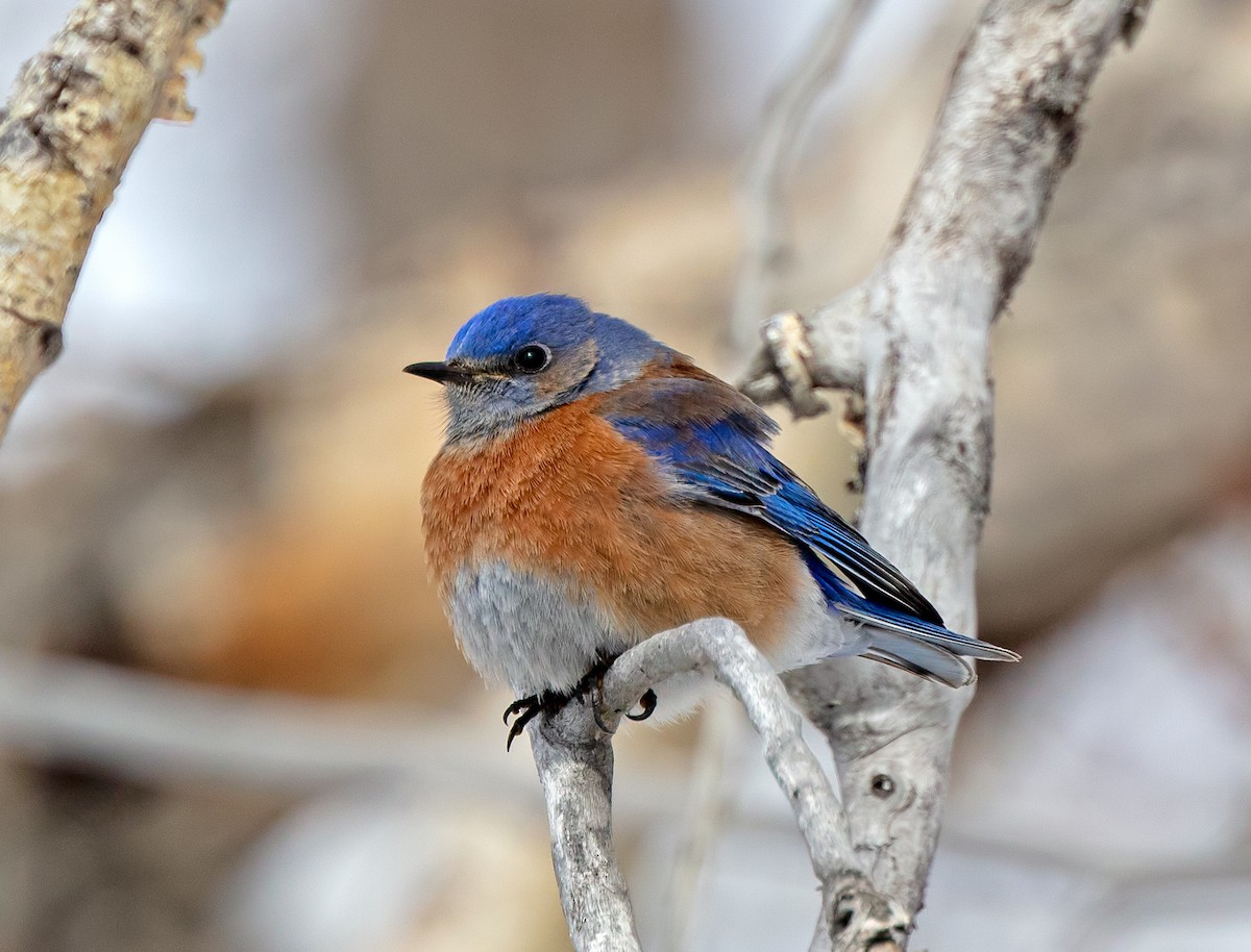eBird Checklist - 25 Mar 2024 - Carburn Park, Calgary, Alberta, CA (50. ...