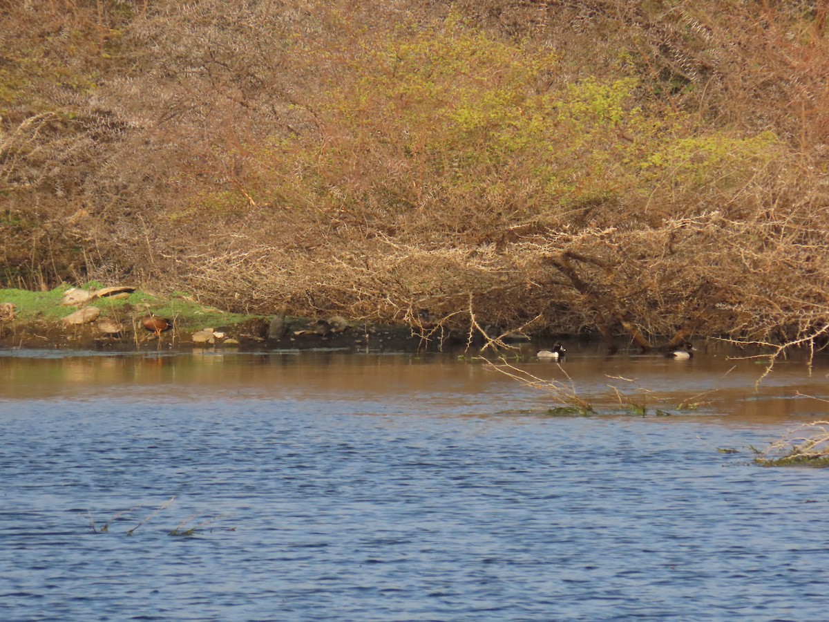 eBird Checklist - 25 Mar 2024 - Muizenberg Dam - 30 species