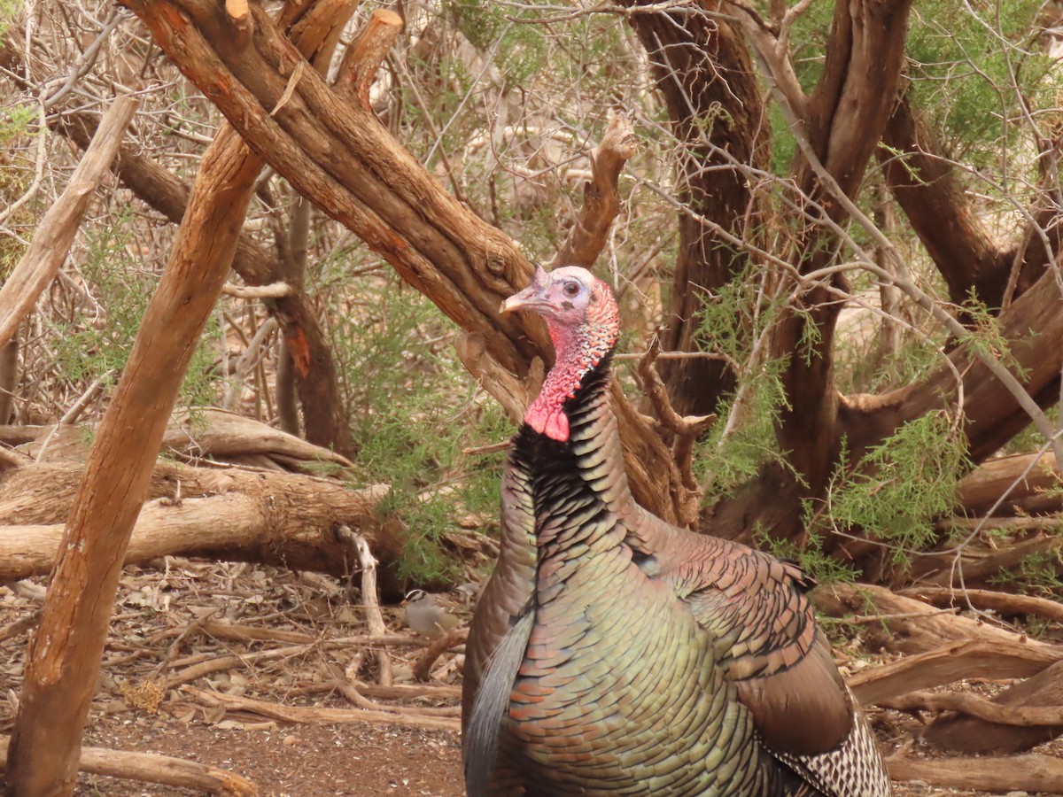 eBird Checklist - 23 Mar 2024 - Palo Duro Canyon SP--Trading Post Bird ...