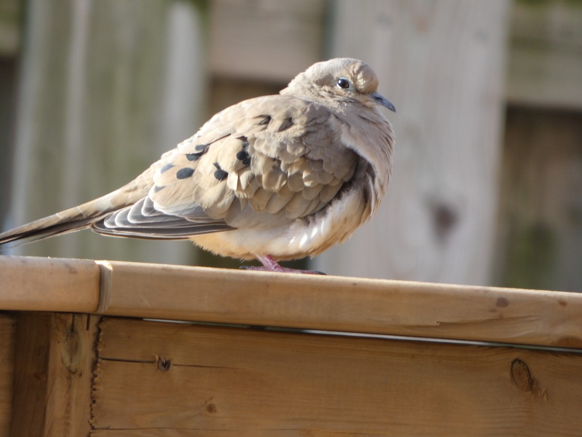 eBird Checklist - 25 Mar 2024 - King East, Kitchener, ON, Canada - 7 ...
