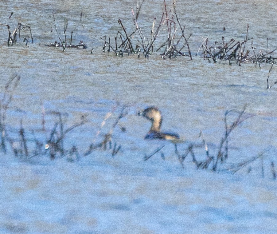 New Jersey eBird Checklist - 25 Mar 2024 - Assunpink, Millstone ...
