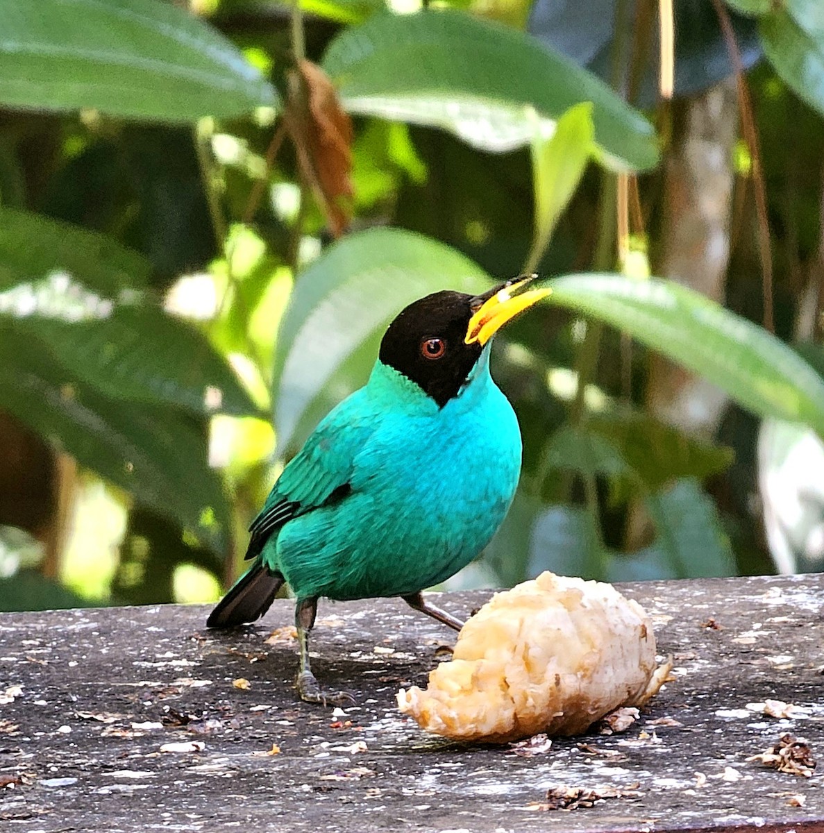eBird Checklist - 15 Mar 2024 - The Bird's Nest - Cerro Azul - Panama ...