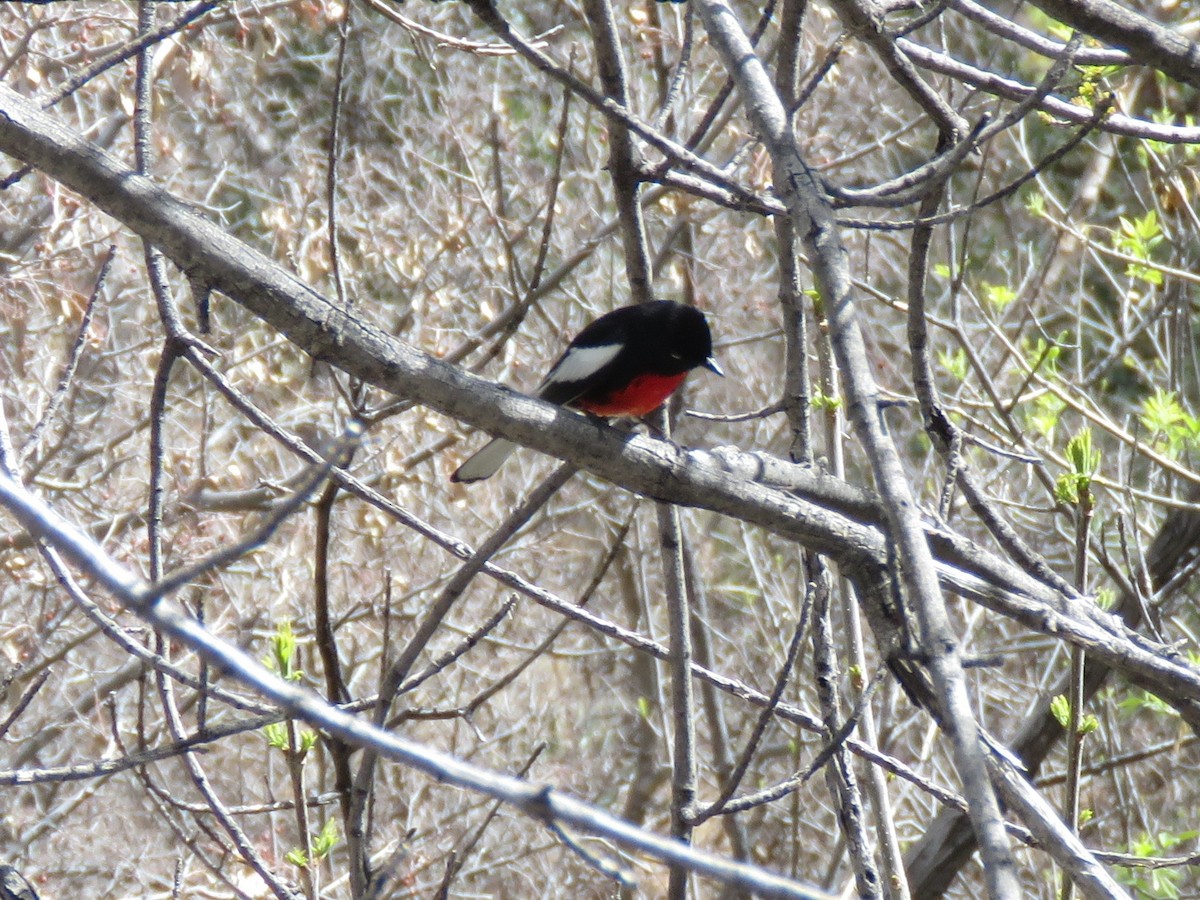 eBird Checklist - 25 Mar 2024 - Madera Canyon--Proctor Rd. - 3 species