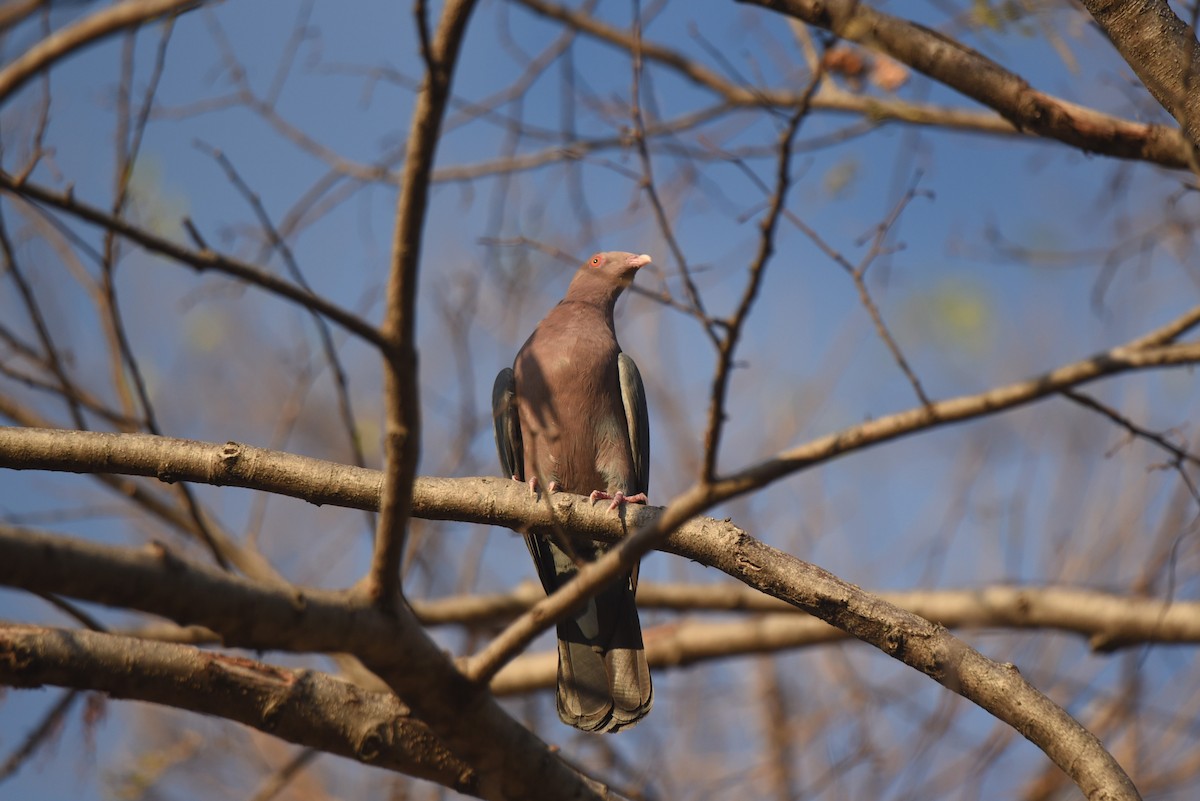 eBird Checklist - 14 Mar 2024 - Villas del Sol Resort - 17 species