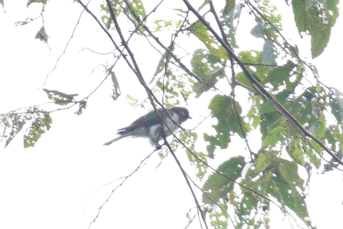 eBird Checklist - 24 Mar 2024 - Mandege-Ukaguru Mountains - 24 species