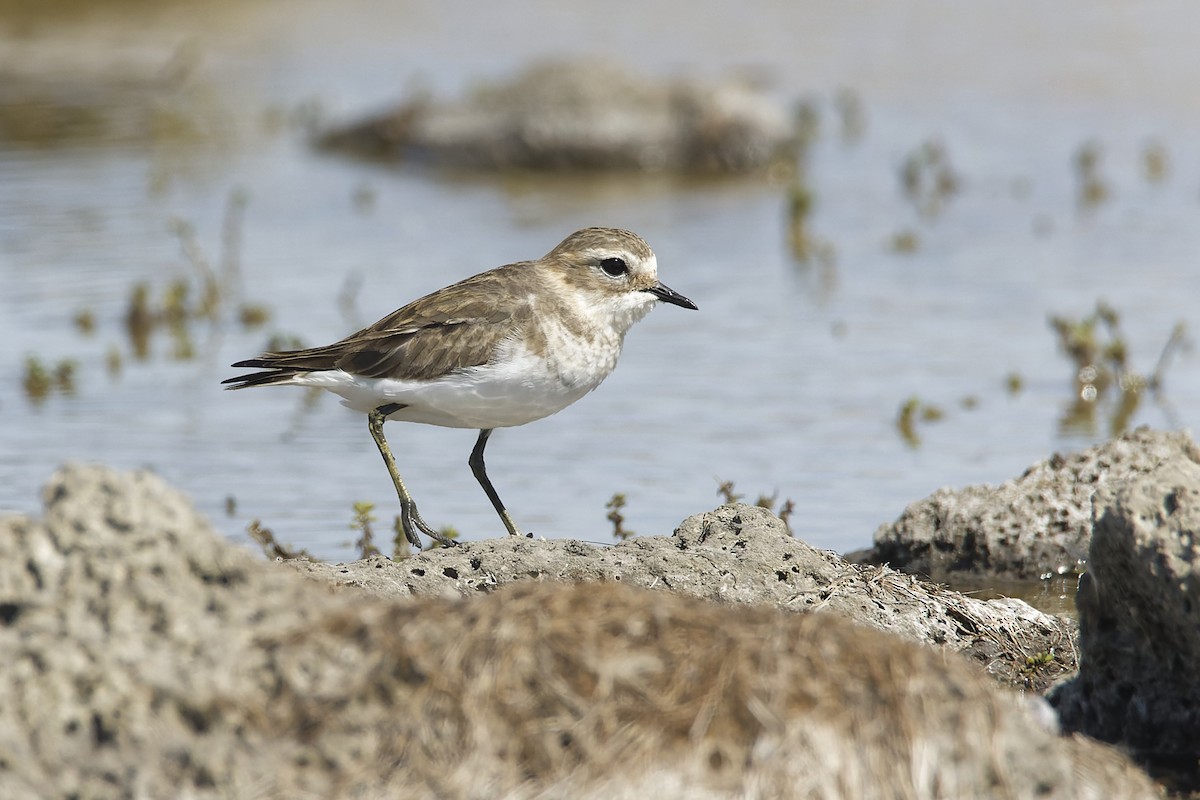eBird Checklist - 17 Mar 2024 - Lake Goldsmith Wildlife Reserve - 50 ...