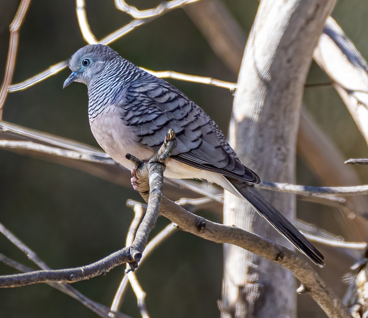 eBird Checklist - 26 Mar 2024 - Chiltern-Mt Pilot National Park ...