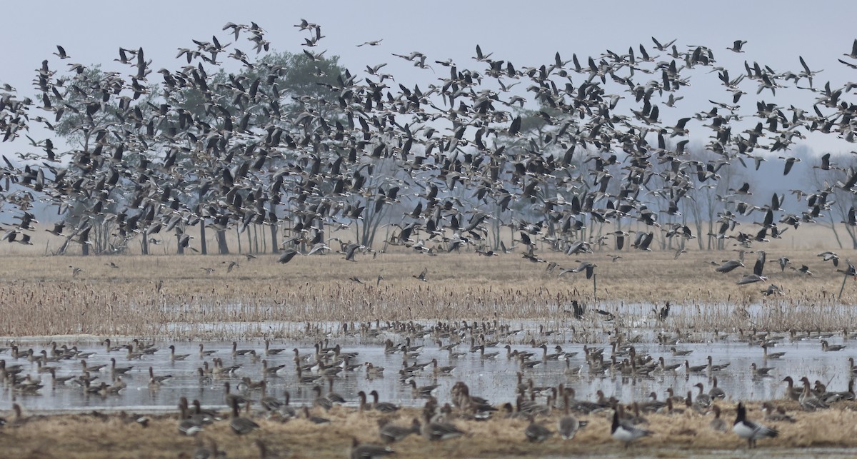 eBird Checklist - 25 Mar 2024 - Audru Polder Nature Reserve, Valgeranna ...