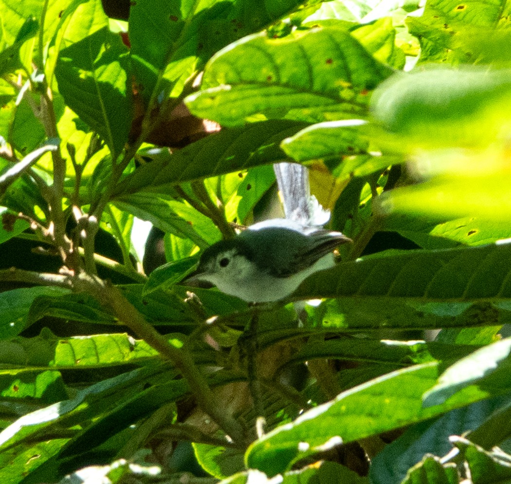 eBird Checklist - 25 Mar 2024 - Pacoche--Refugio de Vida Silvestre - 4 ...