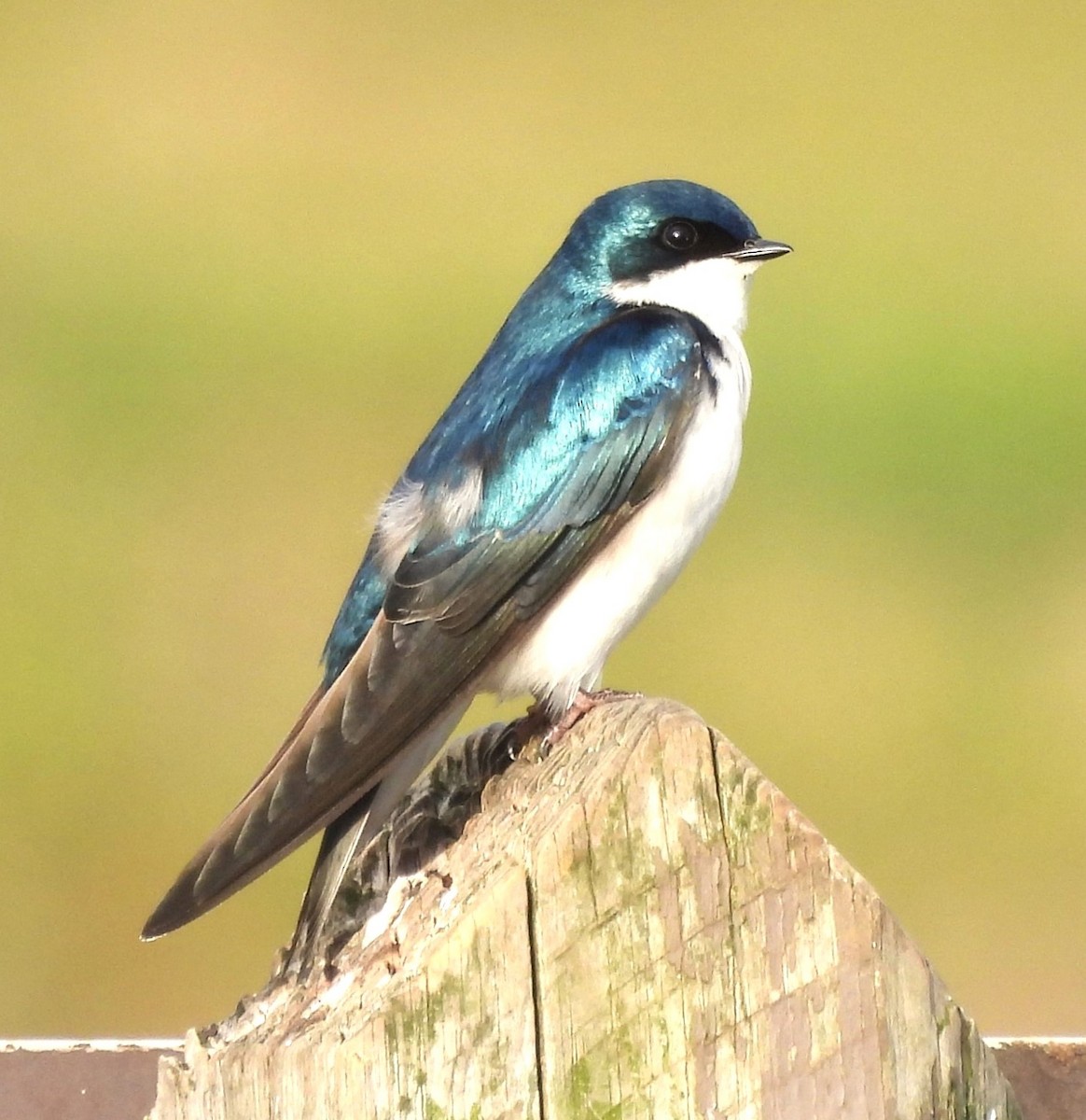 eBird Checklist - 26 Mar 2024 - Jordan Lake--B. Everett Jordan Dam - 58 ...