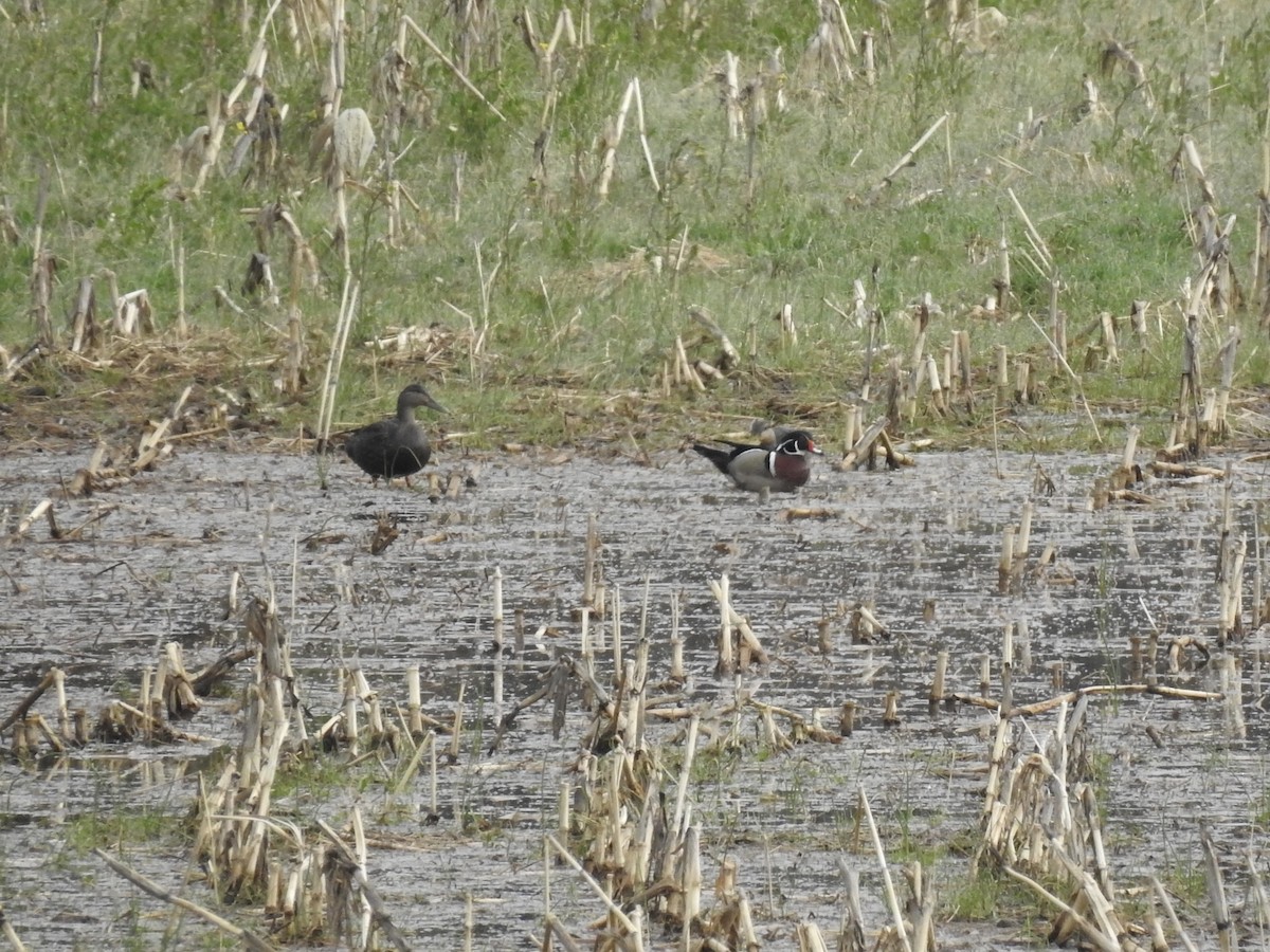 Pennsylvania Bird Atlas Checklist - 26 Mar 2024 - Union Meadows Park - 32 species (+1 other taxa)