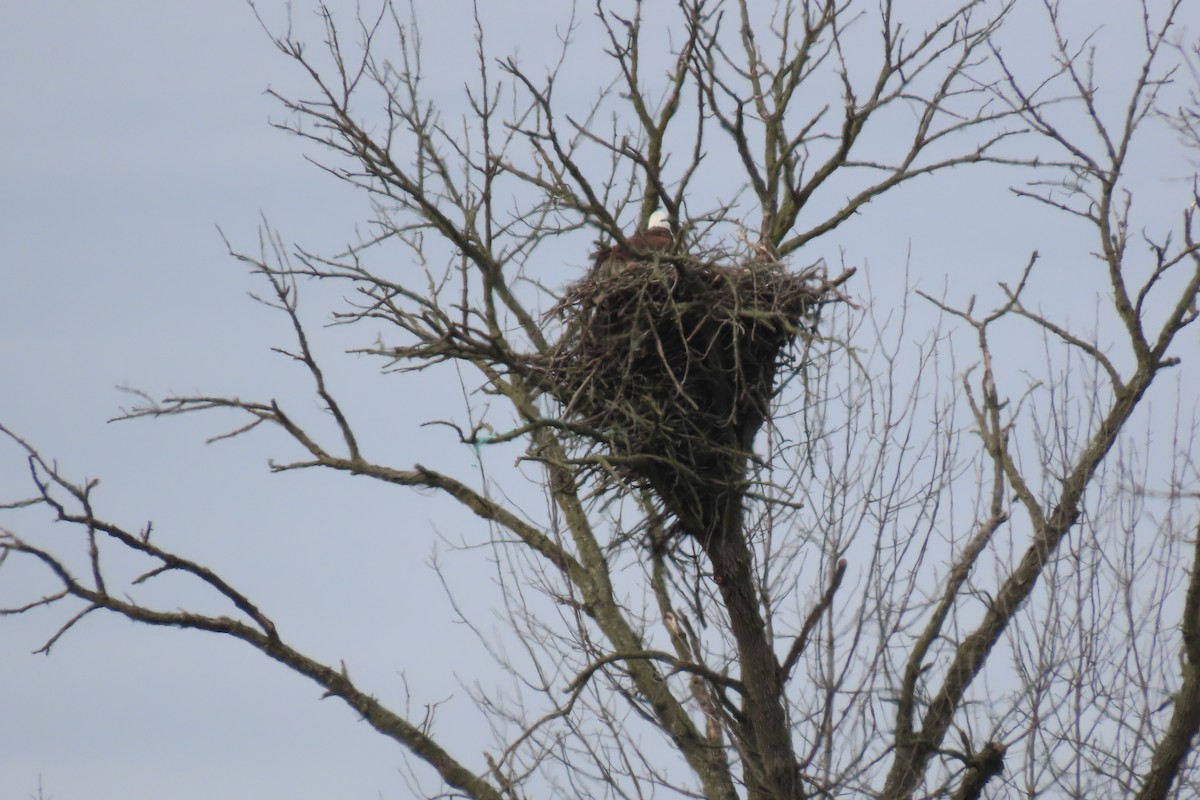 Pennsylvania Bird Atlas Checklist - 26 Mar 2024 - Ramona Rd Eagle Nest - 1 species