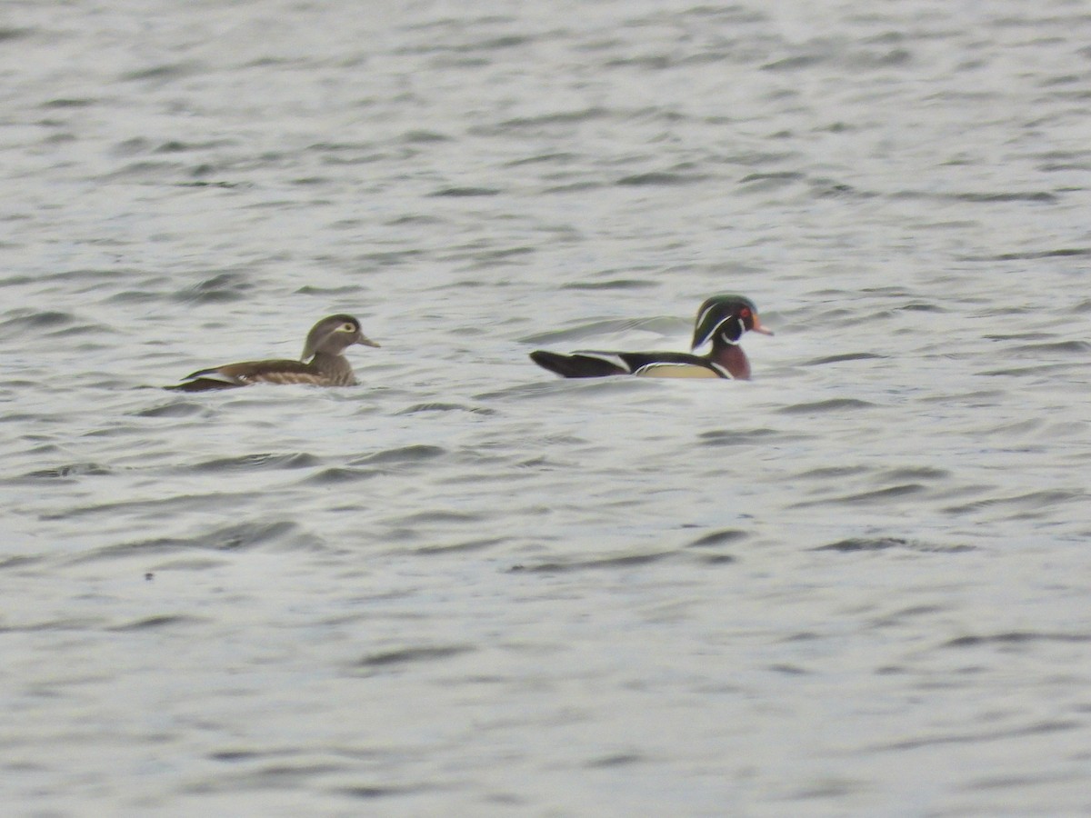 Pennsylvania Bird Atlas Checklist - 26 Mar 2024 - Meadow Grounds Lake - North - northern access ...