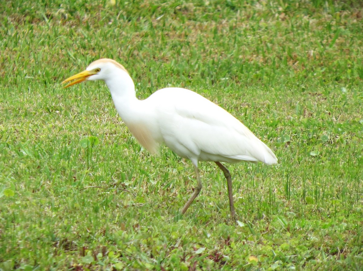 eBird Checklist - 26 Mar 2024 - 2303 Cleveland Ave, Pascagoula US-MS 30 ...