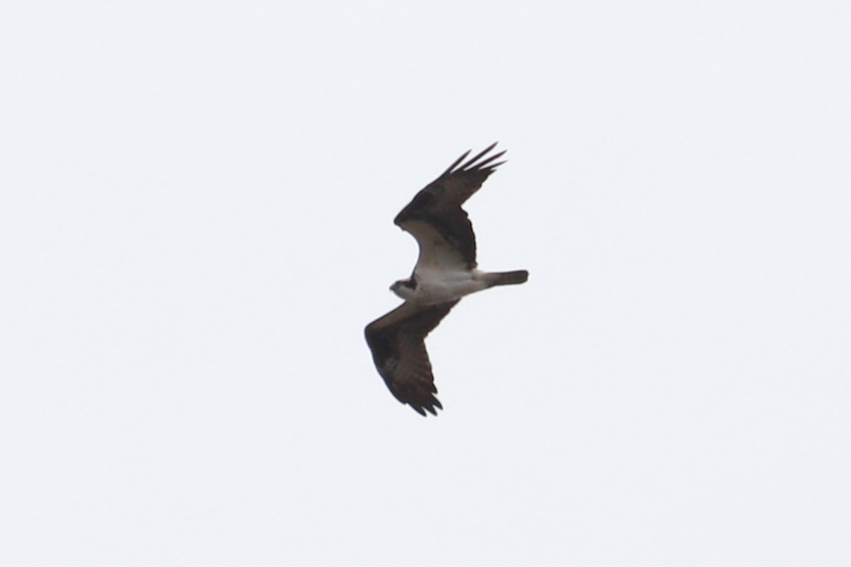 Pennsylvania Bird Atlas Checklist - 26 Mar 2024 - Tussey Mtn. Hawk Watch (Centre Co.) - 10 species