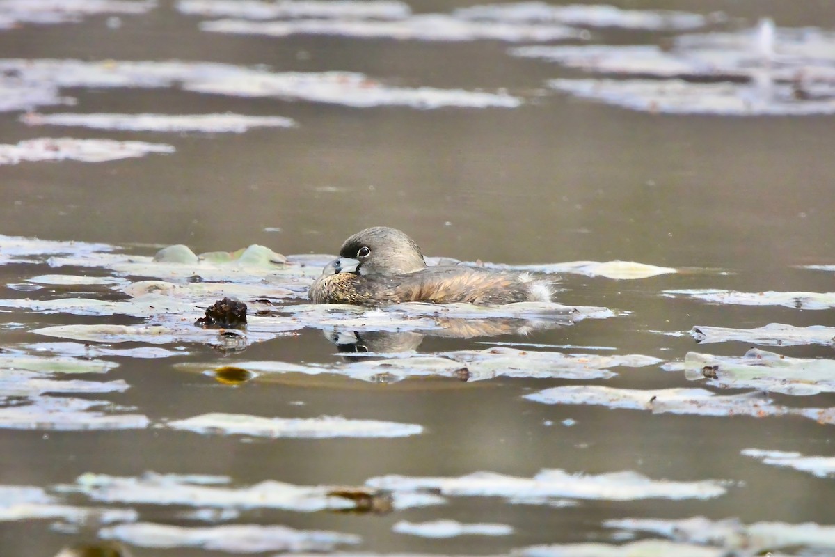 eBird Checklist - 26 Mar 2024 - Providence RECenter - 25 species