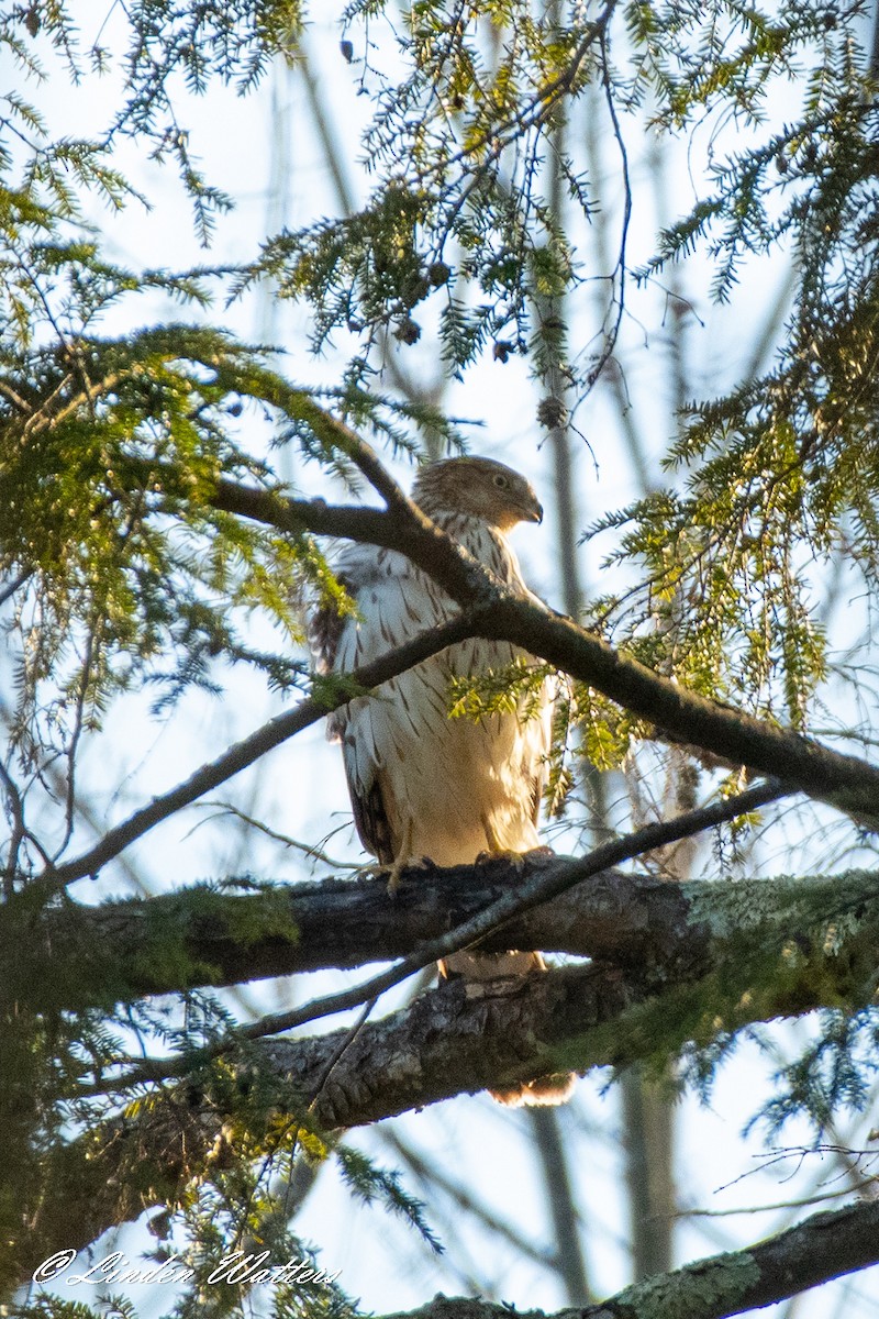 eBird Checklist - 25 Mar 2024 - Ottawa--Beaver Pond Trail - 2 species