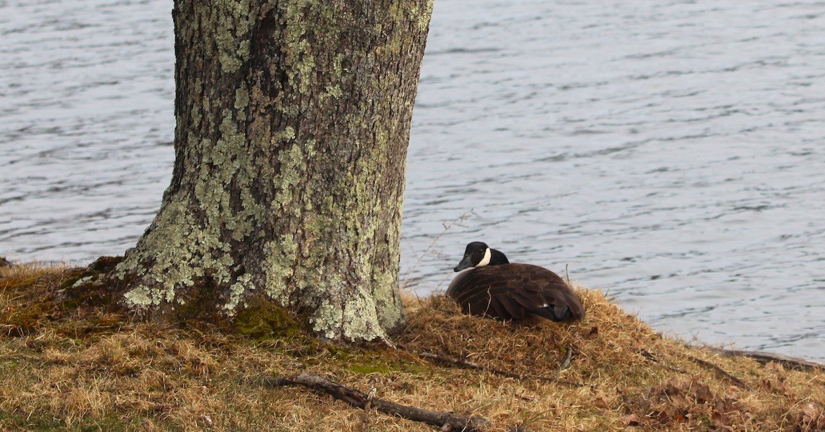 Pennsylvania Bird Atlas Checklist - 26 Mar 2024 - Lake Montrose - 13 species