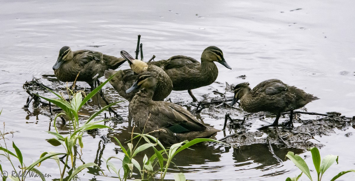 eBird Checklist - 21 Mar 2024 - Hasties Swamp National Park - 11 species