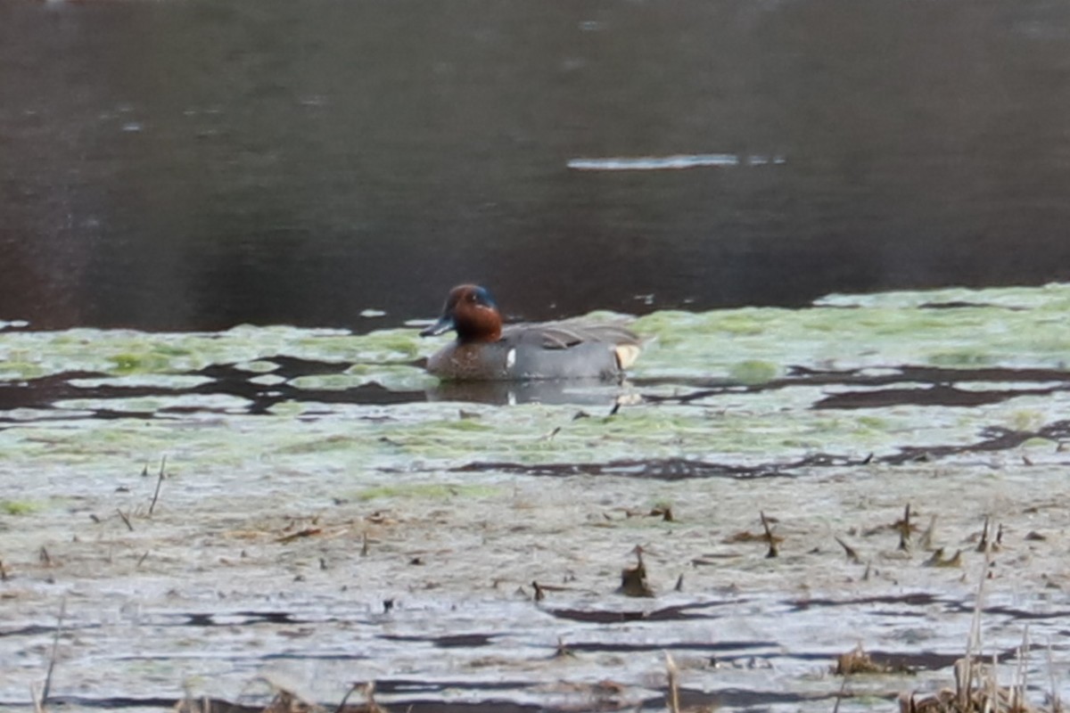 Pennsylvania Bird Atlas Checklist - 26 Mar 2024 - Fairbrook Wetlands - 12 species
