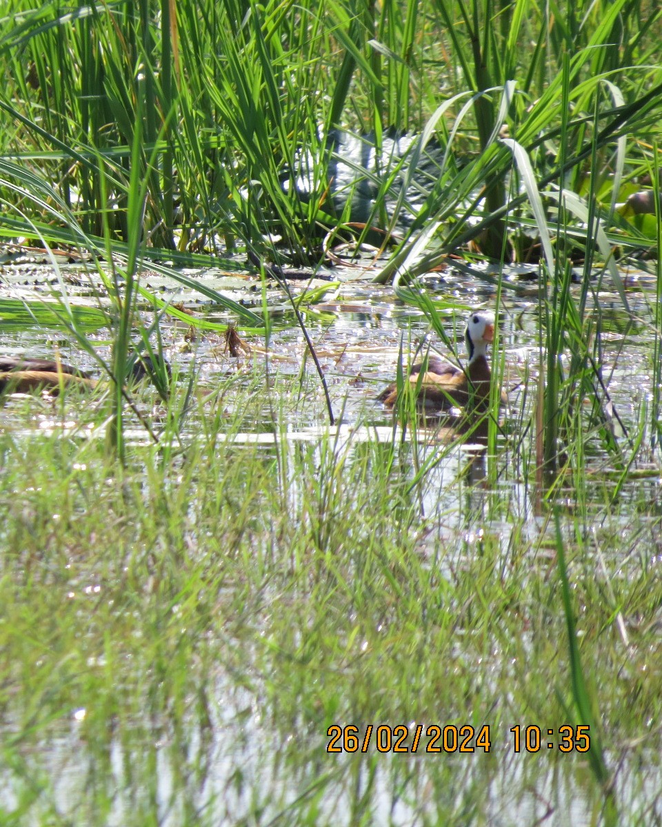 eBird Checklist - 26 Feb 2024 - Bwabwata NP--Mahango Core Area - 34 ...