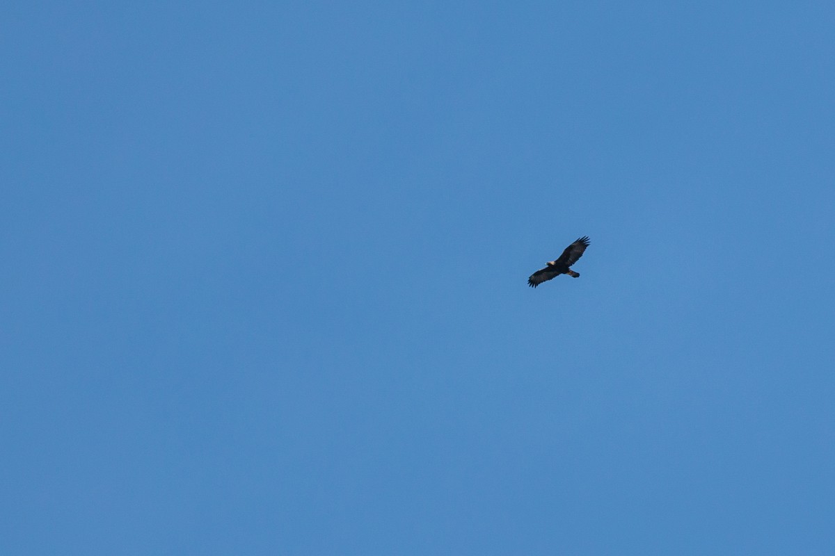 eBird Checklist - 26 Mar 2024 - PN du Bic--Belvédère Raoul-Roy - 20 species