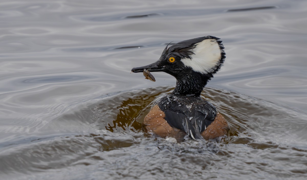 ML616531691 - Hooded Merganser - Macaulay Library