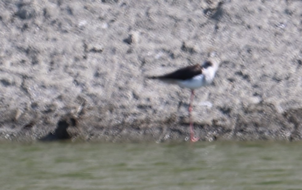 Taiwan Bird Atlas Checklist - 24 Mar 2024 - 台南灣裡--中正西路, 大甲里, 台南市, TW ...