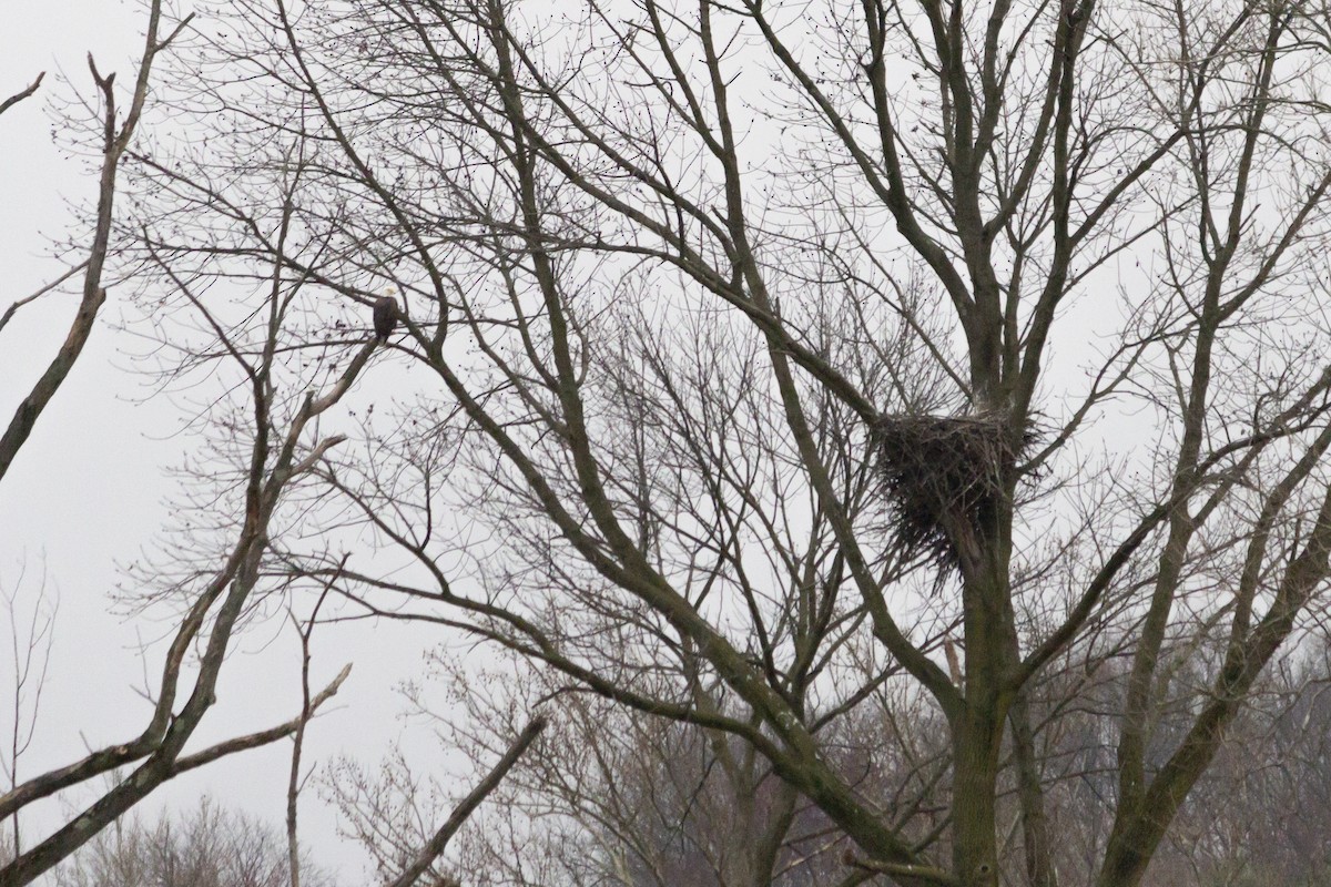 Pennsylvania Bird Atlas Checklist - 27 Mar 2024 - Schuylkill River Trail--Norristown - 17 species