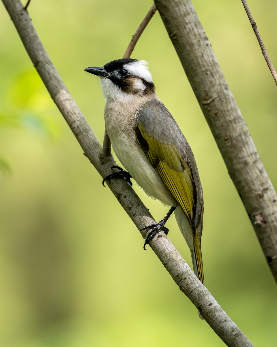 Light-vented Bulbul - Pycnonotus sinensis - Media Search - Macaulay ...