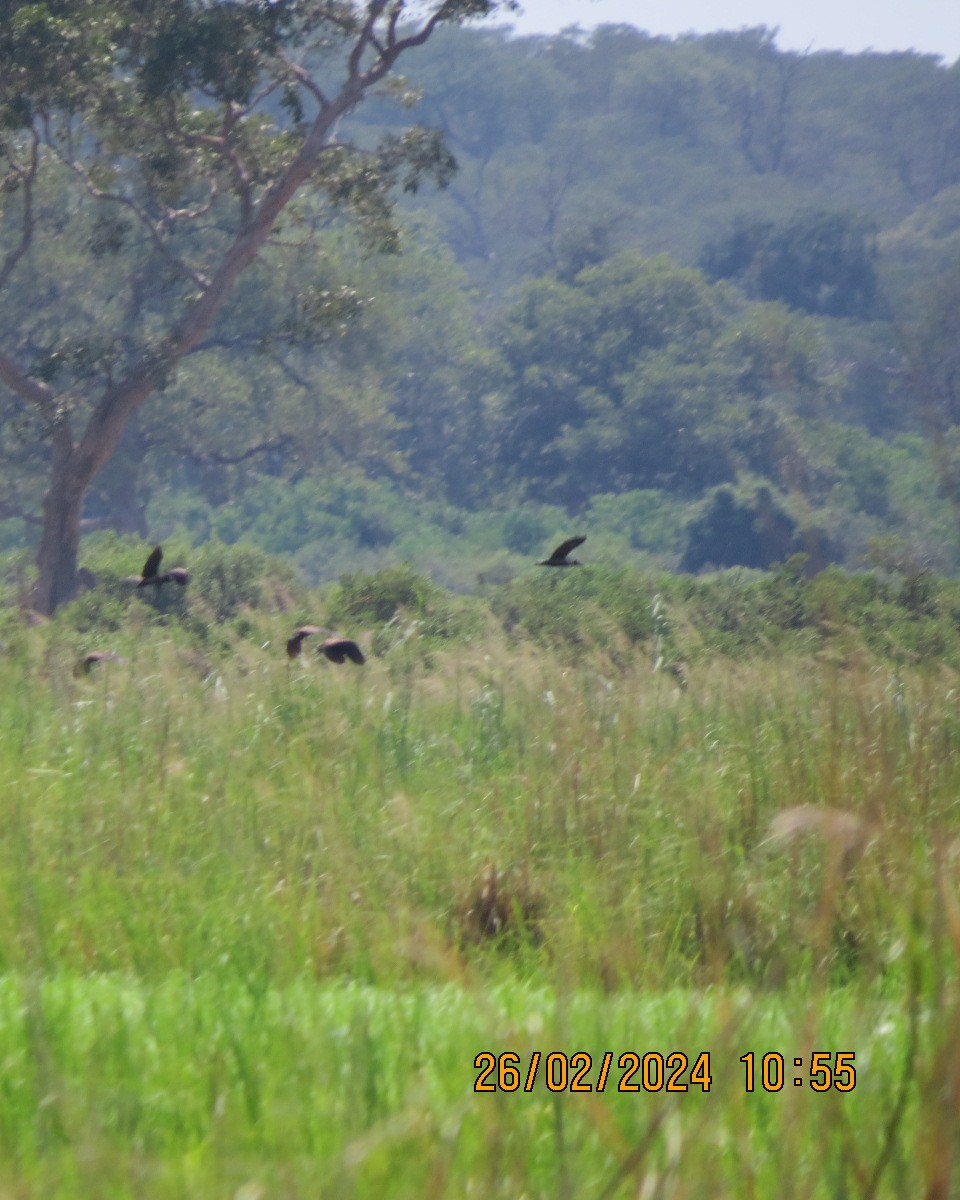 eBird Checklist - 26 Feb 2024 - Bwabwata NP--Mahango Core Area - 24 ...