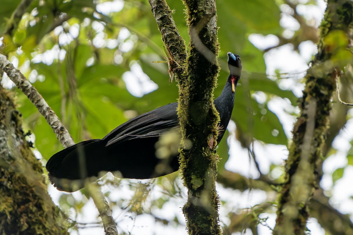 Wattled Guan - Aburria aburri - Media Search - Macaulay Library and eBird