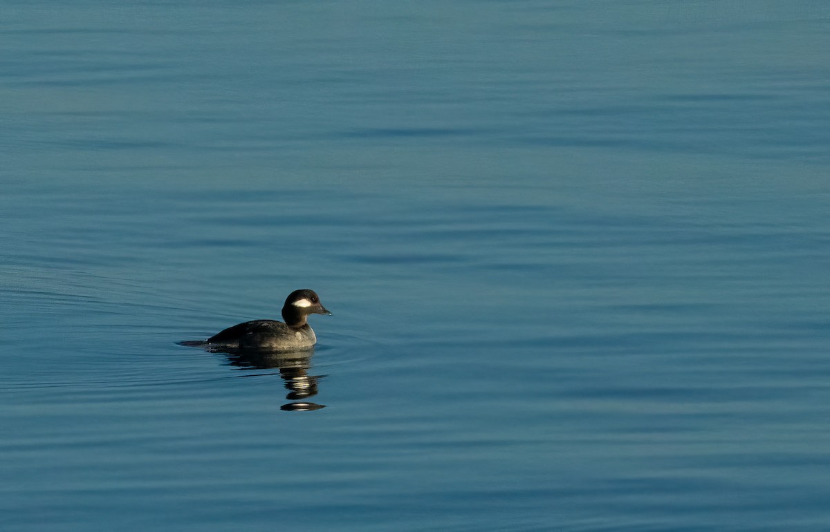 eBird Checklist - 19 Mar 2024 - Edmonds Public Fishing Pier - 13 ...