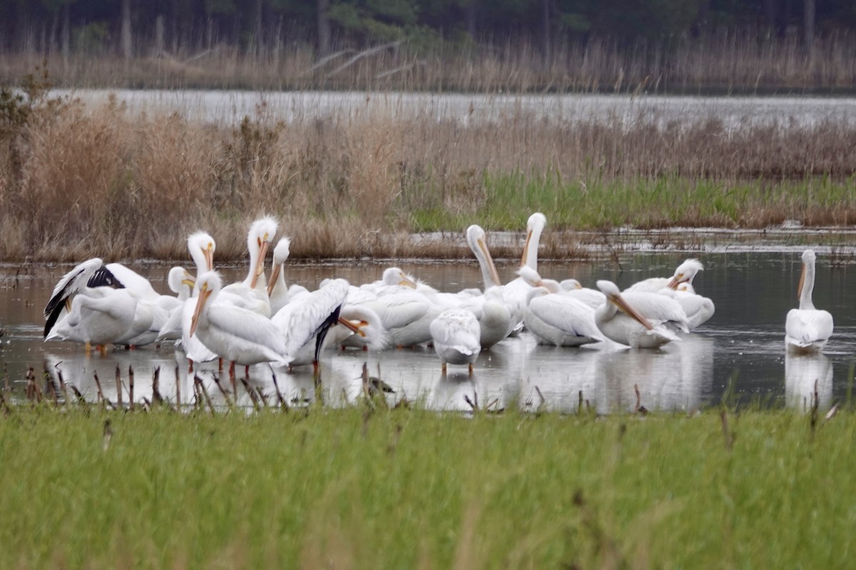eBird Checklist - 26 Mar 2024 - Hog Island WMA - 73 species