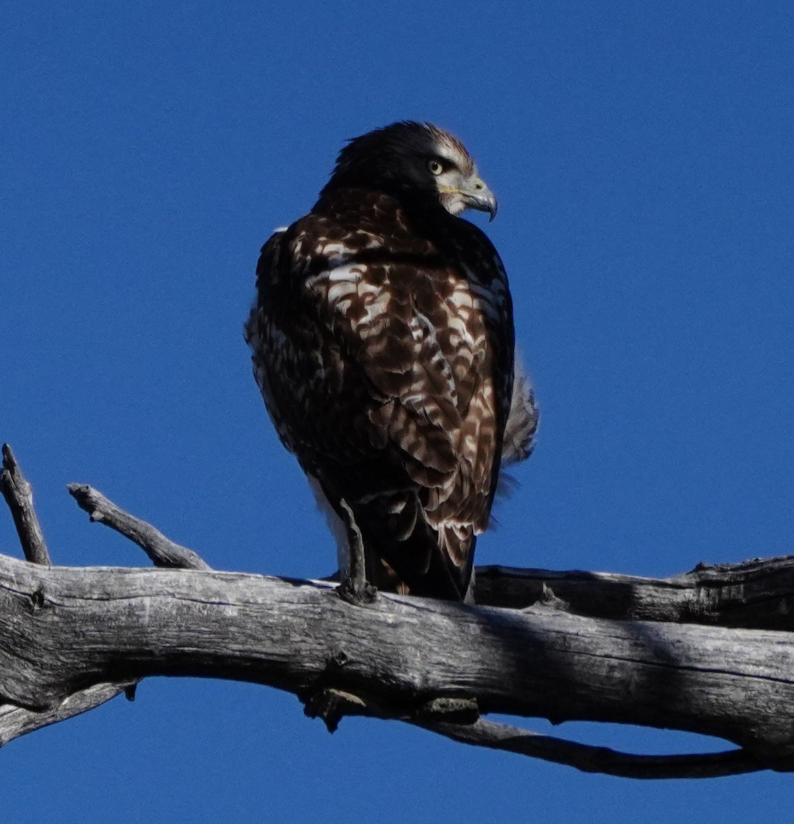 eBird Checklist - 27 Mar 2024 - Red-tailed Hawk Park - 23 species