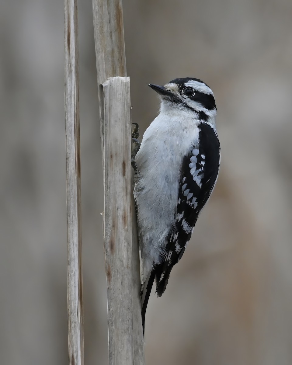 eBird Checklist - 27 Mar 2024 - Tinker Nature Park - 32 species