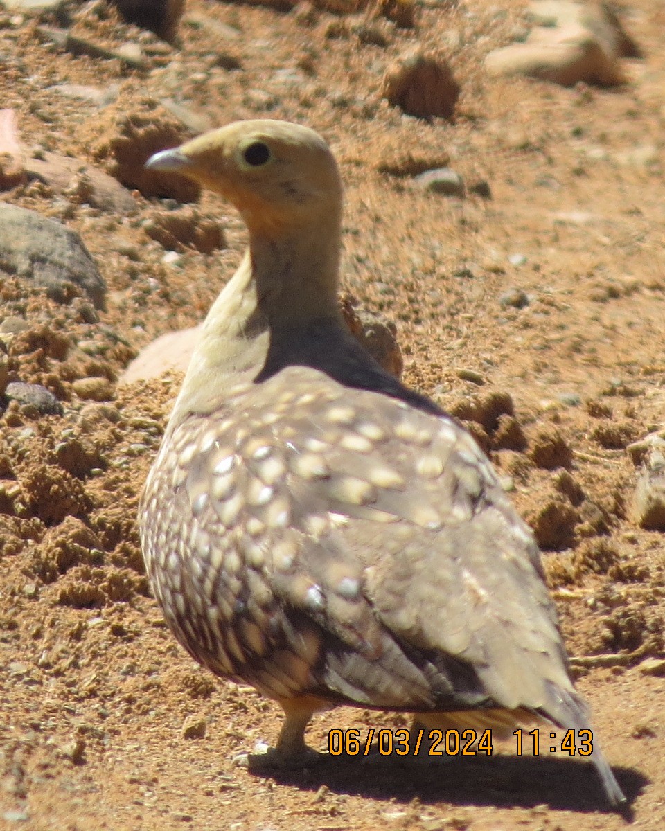 eBird Checklist - 6 Mar 2024 - eastwards fr Tankwa Padstal, karoo, W ...