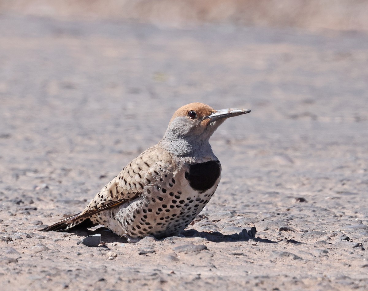 Media Search - Macaulay Library and eBird