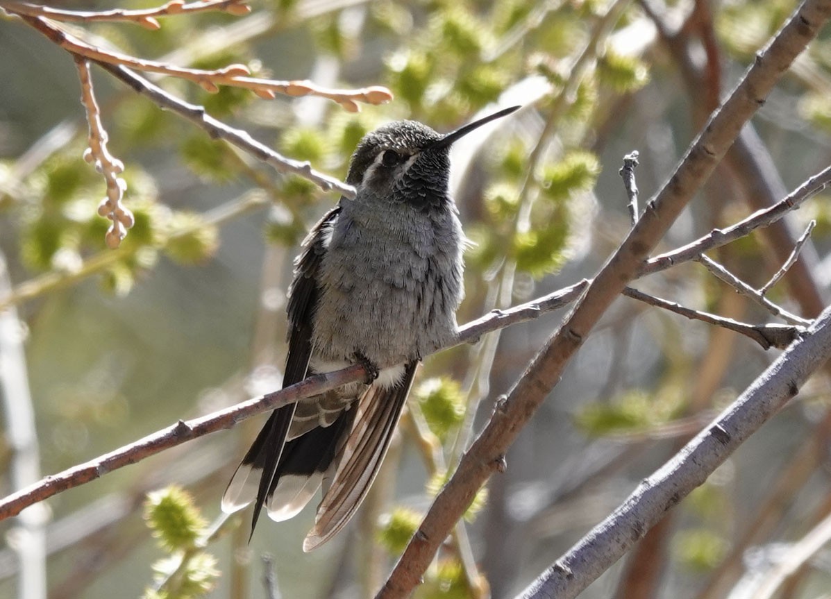 eBird Checklist - 27 Mar 2024 - Cave Creek Canyon--Southwestern ...