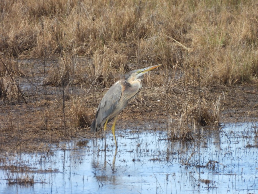 Grey x Purple Heron (hybrid) - eBird