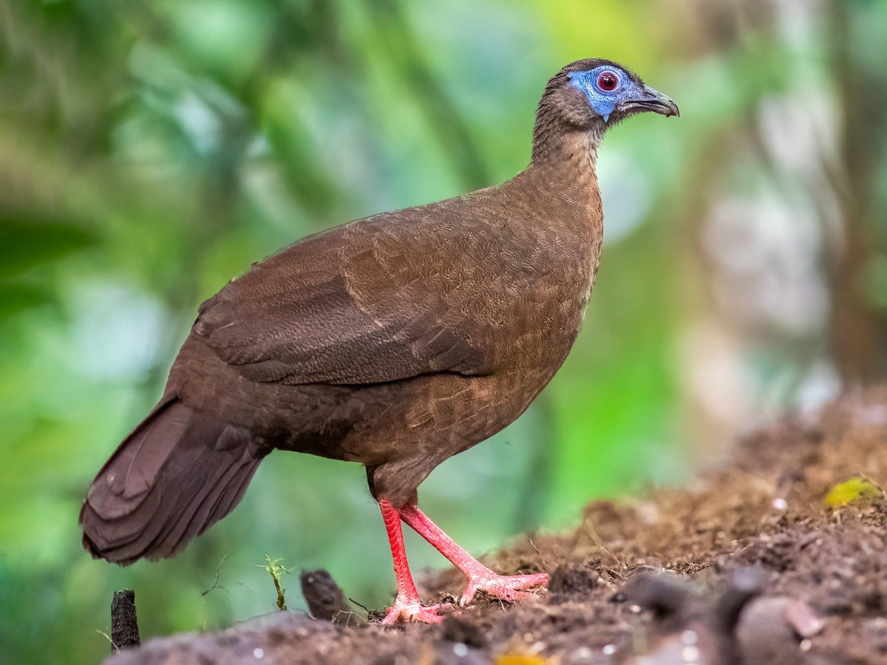 Bulwer's Pheasant - eBird