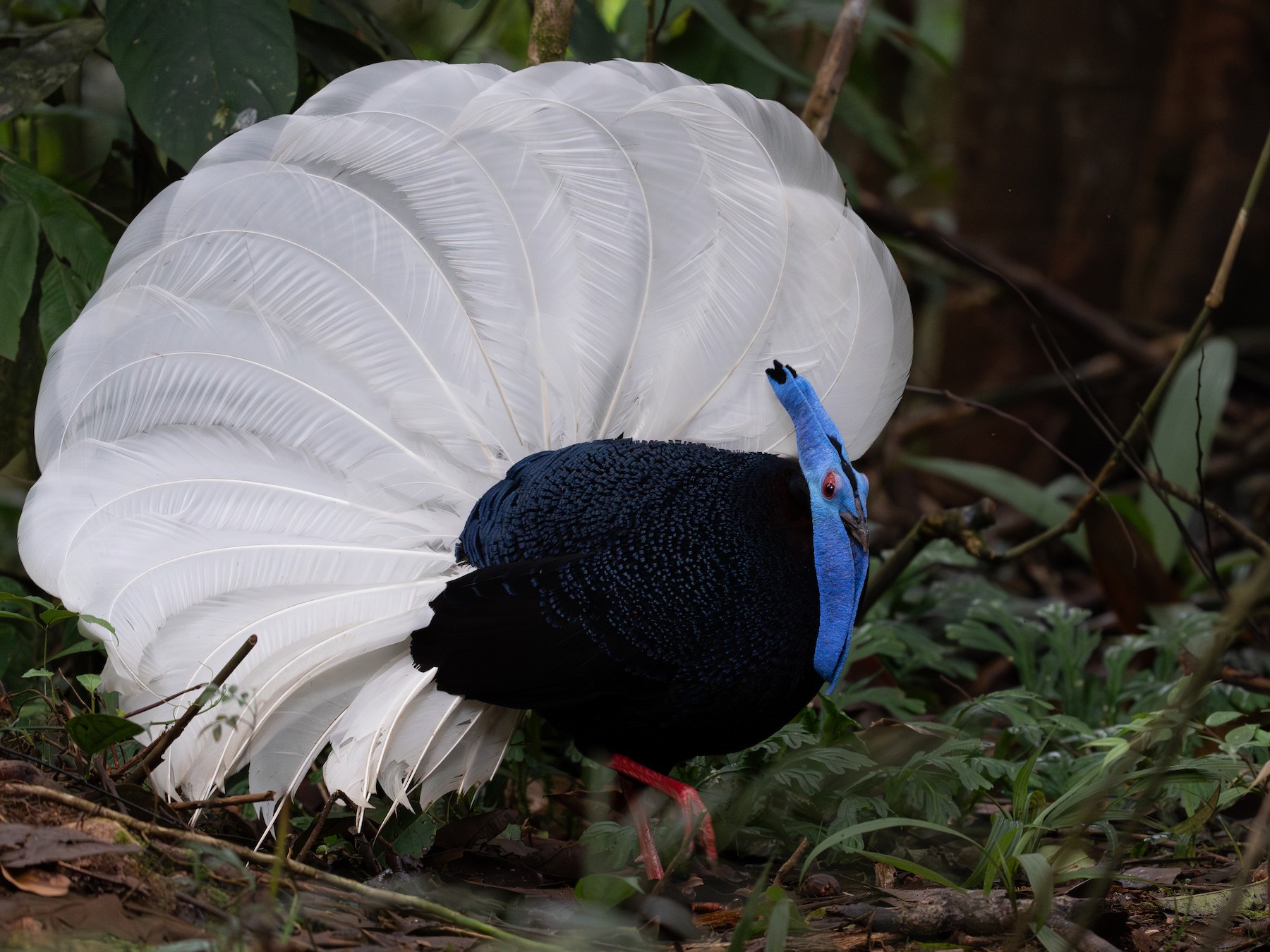 Bulwer's Pheasant - eBird