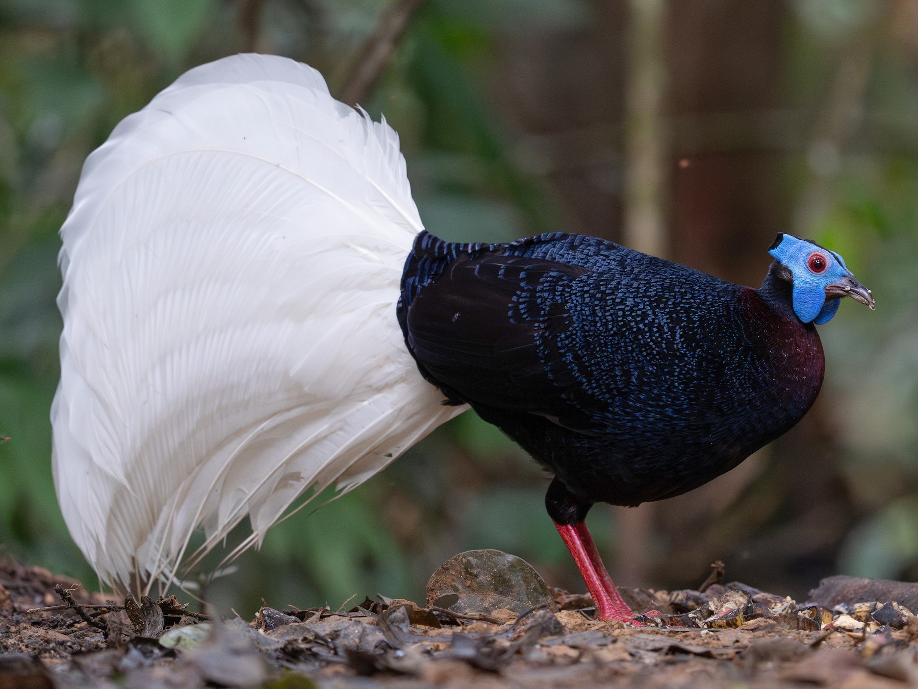 Bulwer's Pheasant - eBird