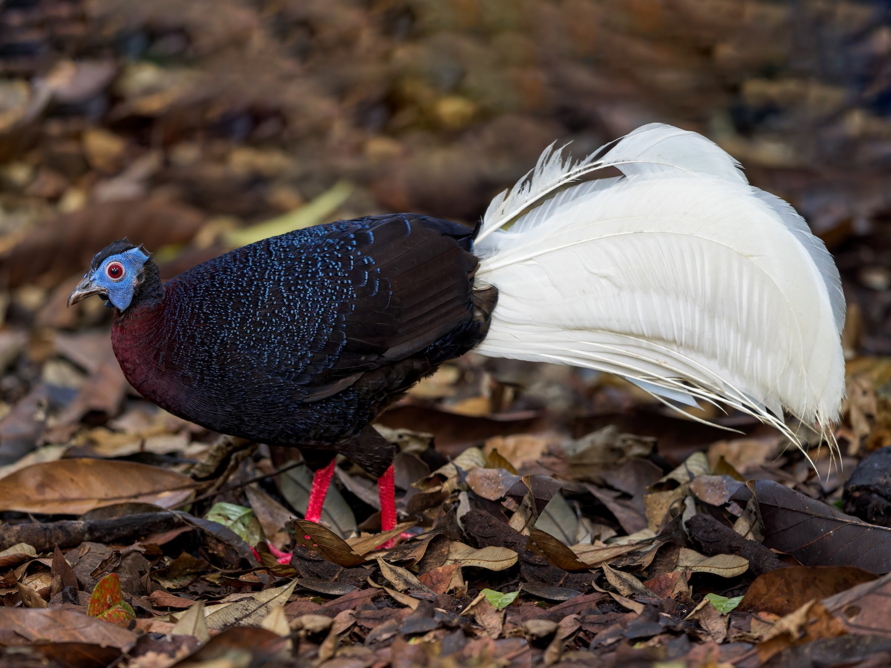Bulwer's Pheasant - eBird