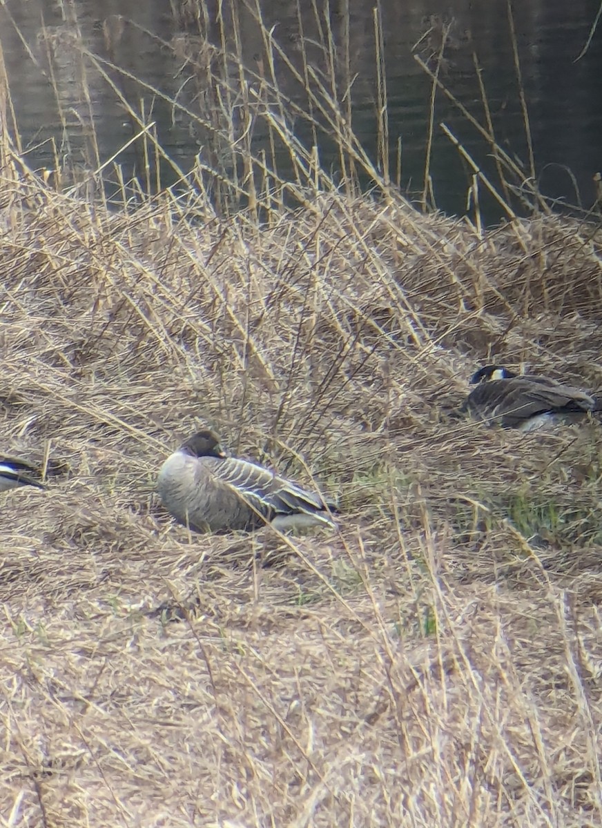 Pennsylvania Bird Atlas Checklist - 28 Mar 2024 - Kettle Creek SP--Boat Launch and North End Of ...