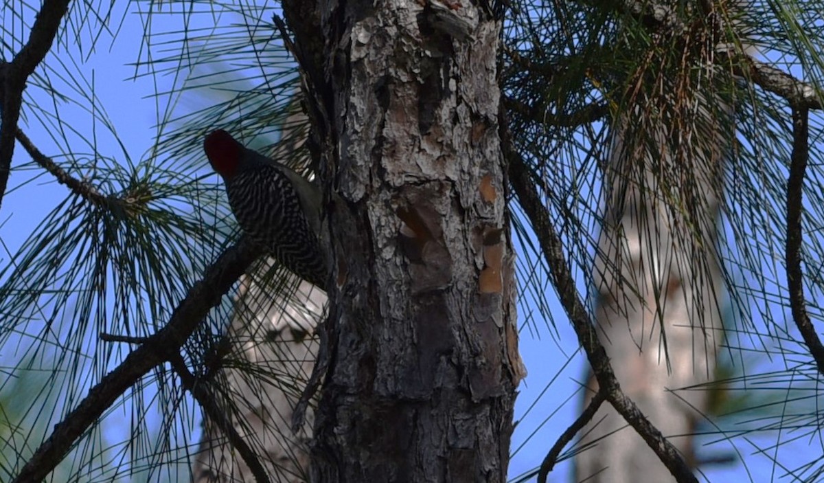 eBird Checklist - 29 Jan 2024 - Everglades NP--Long Pine Key Campground ...
