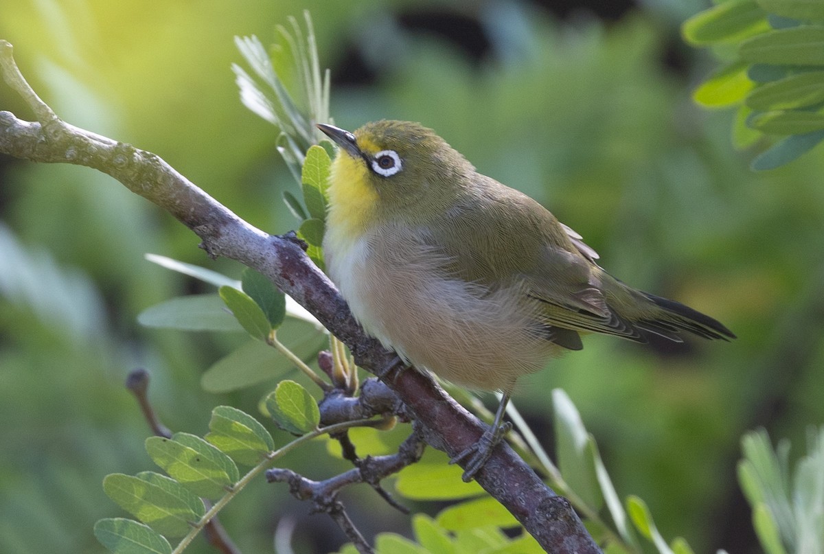 eBird Checklist - 22 Mar 2024 - Modder River bridge, Maselspoort - 53 ...