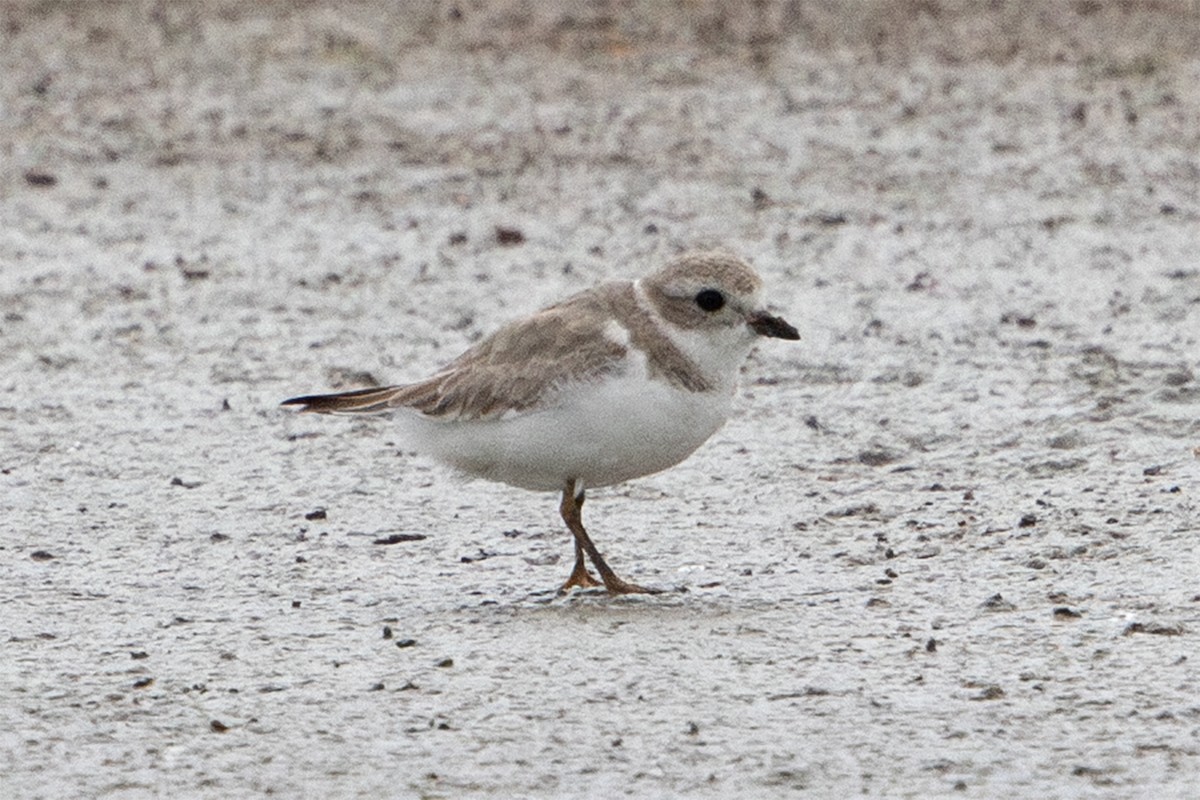ML616596341 - Piping Plover - Macaulay Library