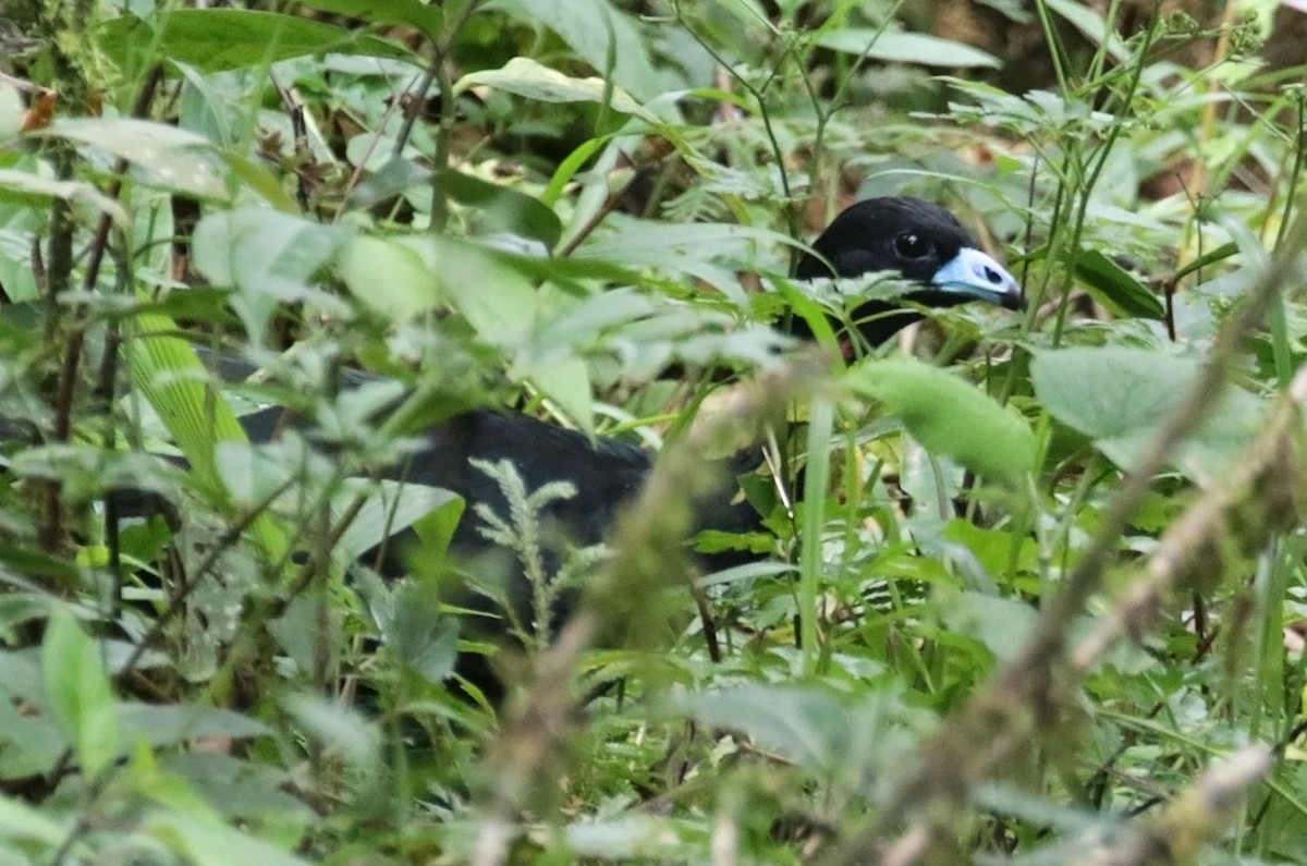 Wattled Guan - Aburria aburri - Media Search - Macaulay Library and eBird